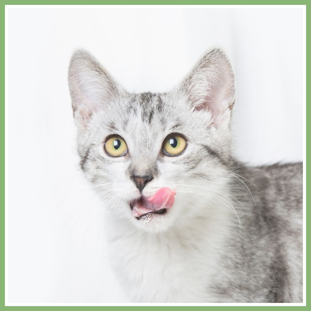 DIY Cat Food for a Happier, Healthier Cat - Online Course - Catherine ...